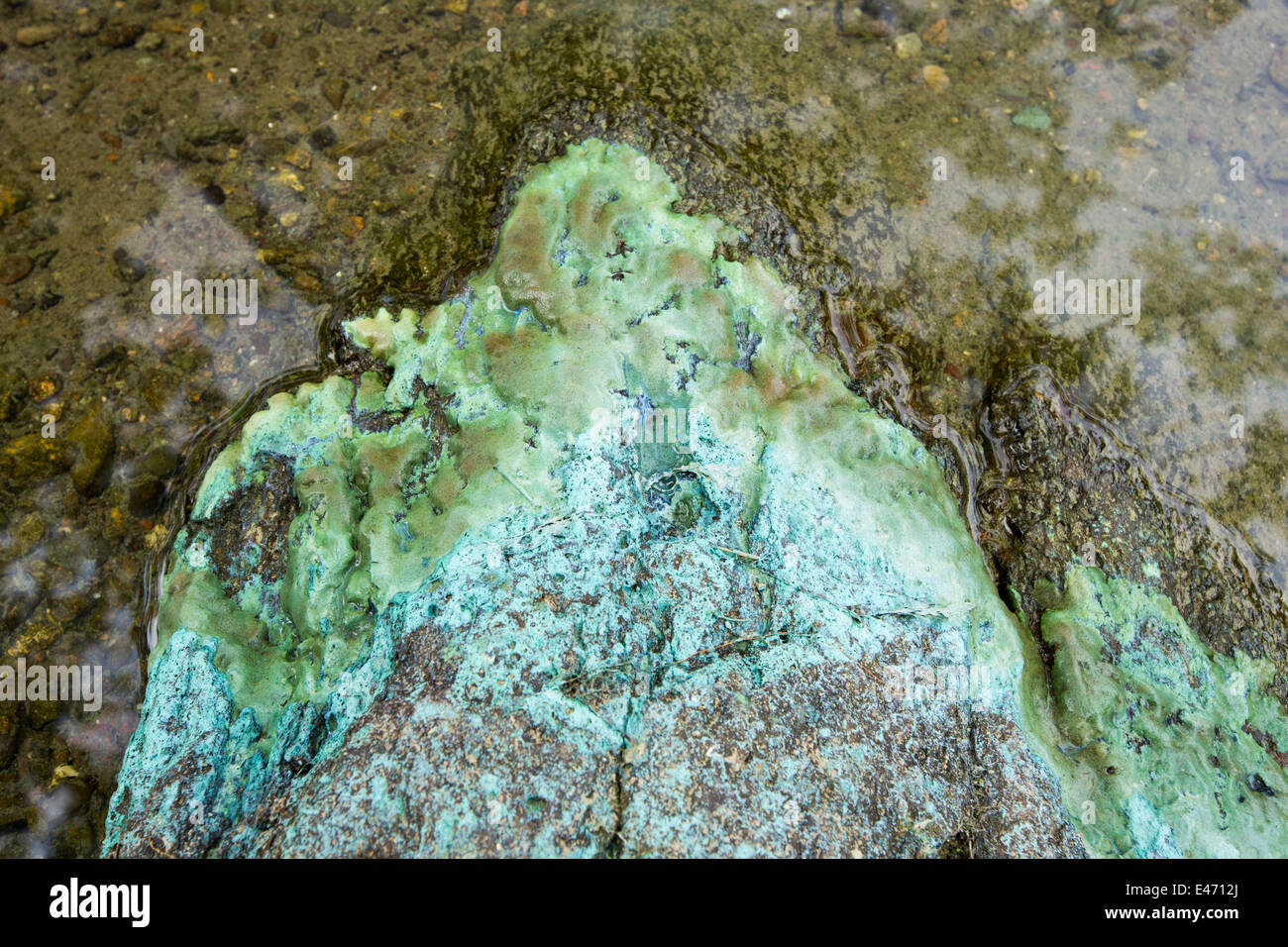 Blue Green Algae Windermere High Resolution Stock Photography and ...