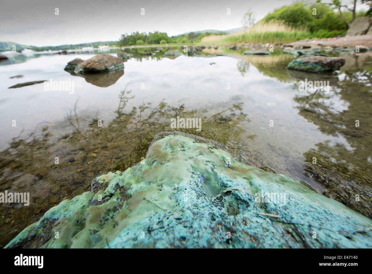 Blue green algae windermere hi-res stock photography and images - Alamy