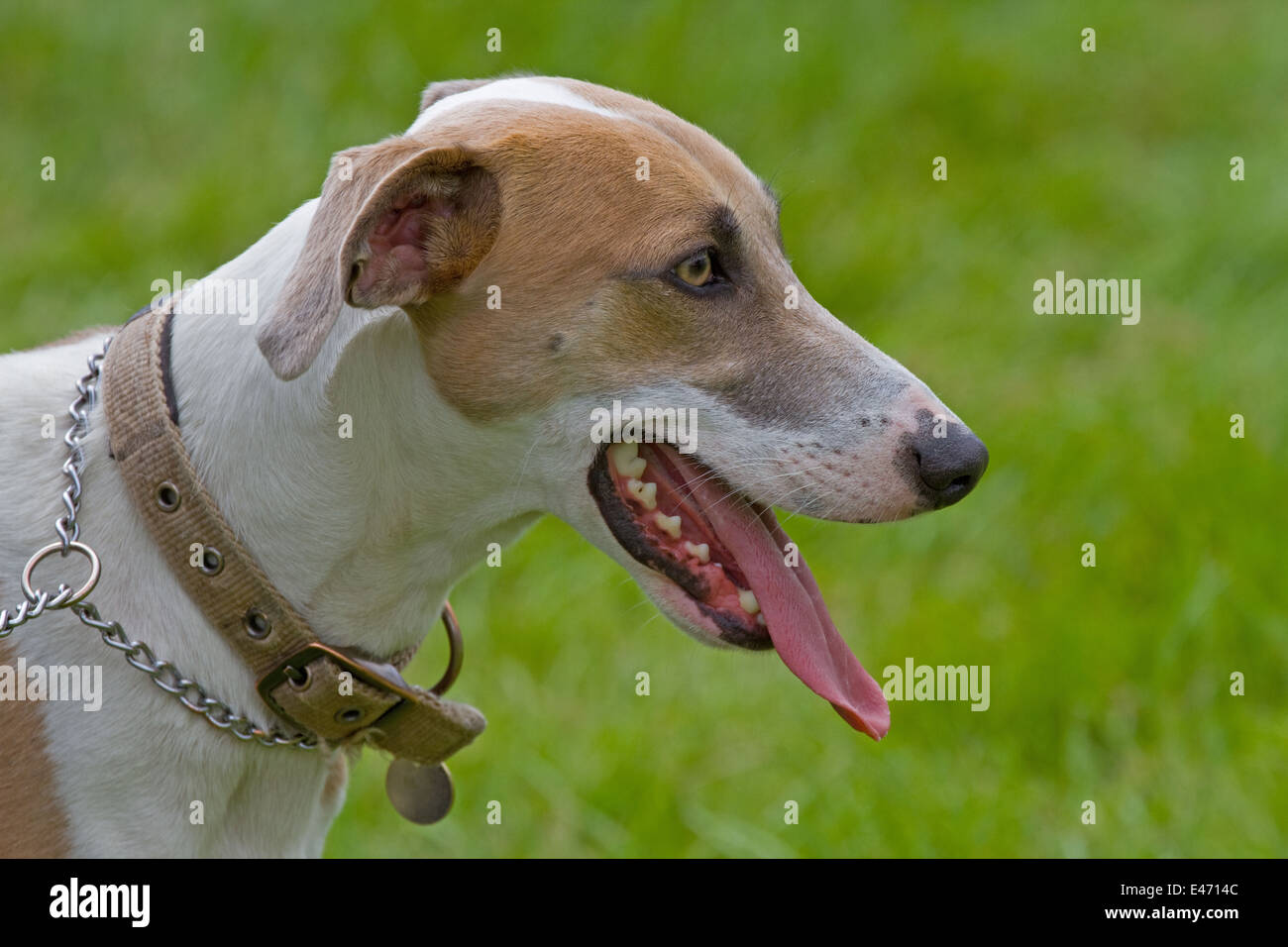 Panting hi-res stock photography and images - Alamy