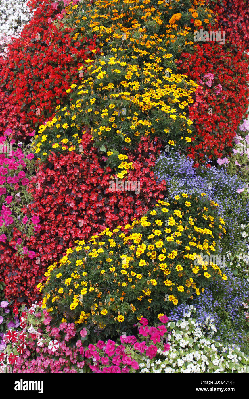 Colored flowers, Guggenheim museum, Bilbao, Bilbo, Biscaye, Basque ...