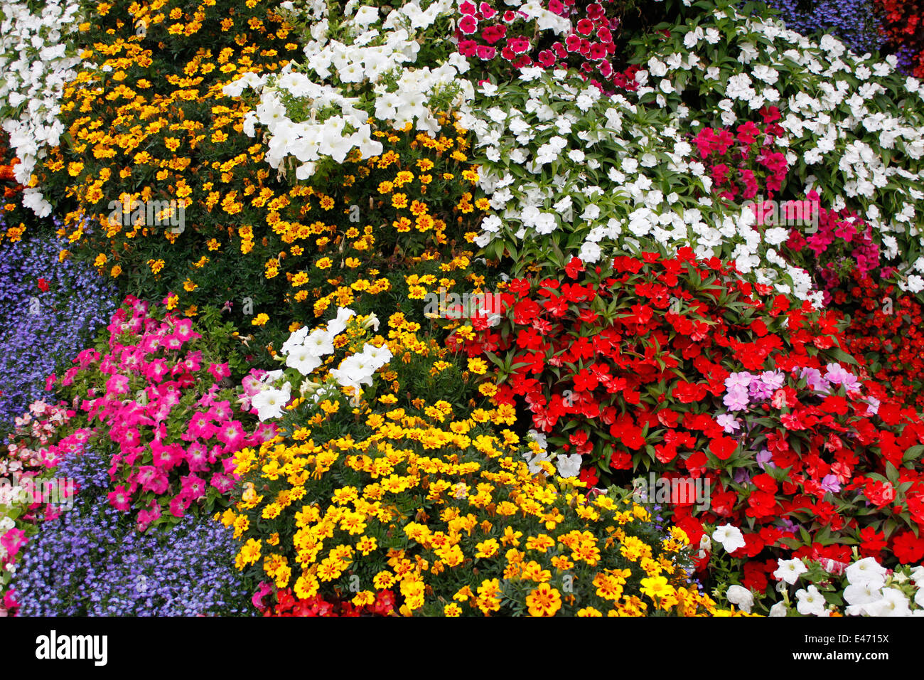 Colored flowers, Guggenheim museum, Bilbao, Bilbo, Biscaye, Basque ...
