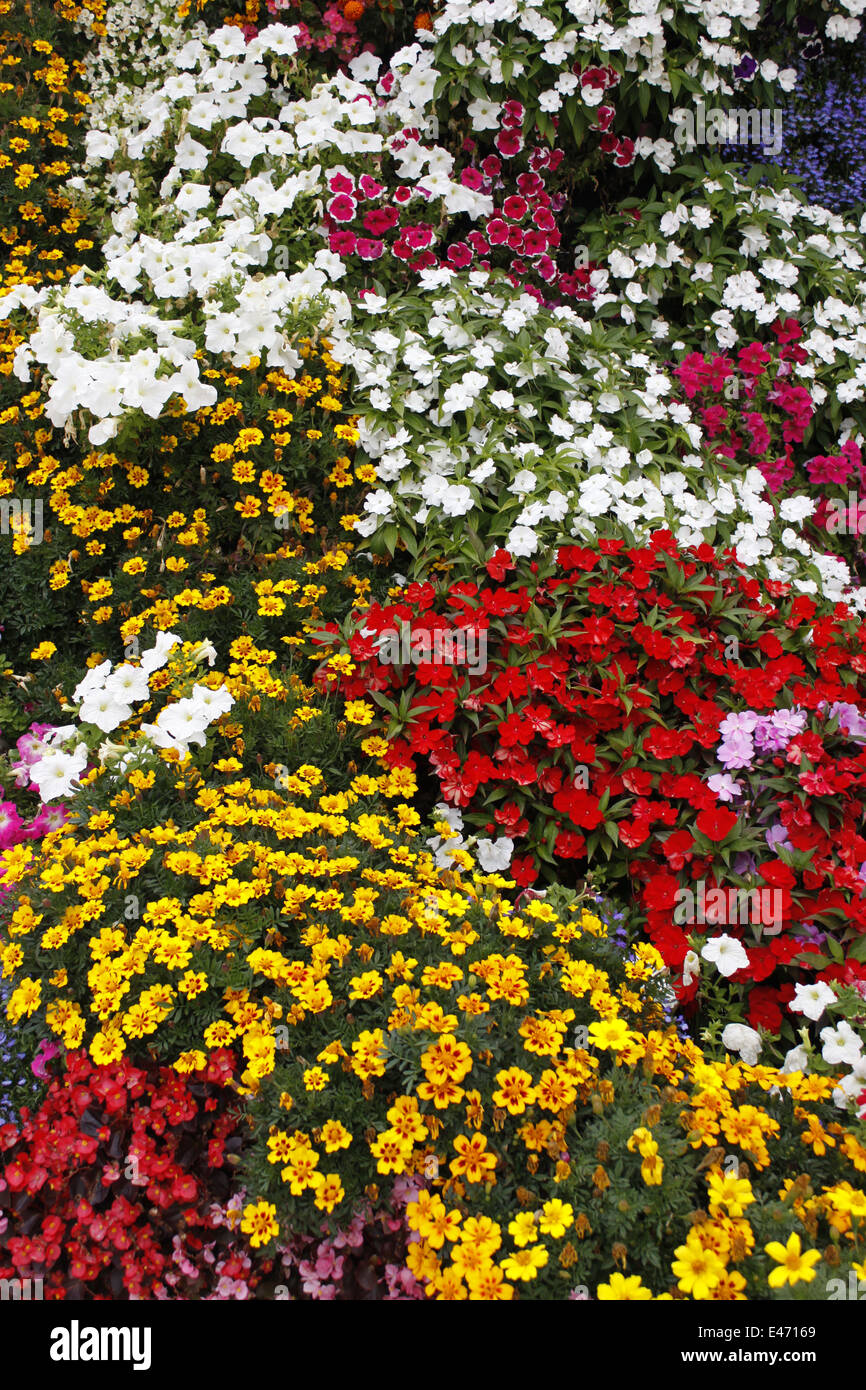 Colored flowers, Guggenheim museum, Bilbao, Bilbo, Biscaye, Basque ...