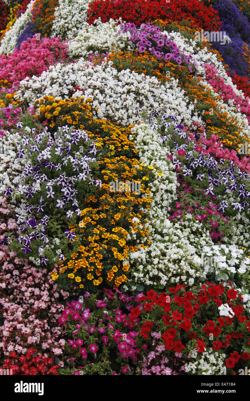 Colored flowers, Guggenheim museum, Bilbao, Bilbo, Biscaye, Basque ...
