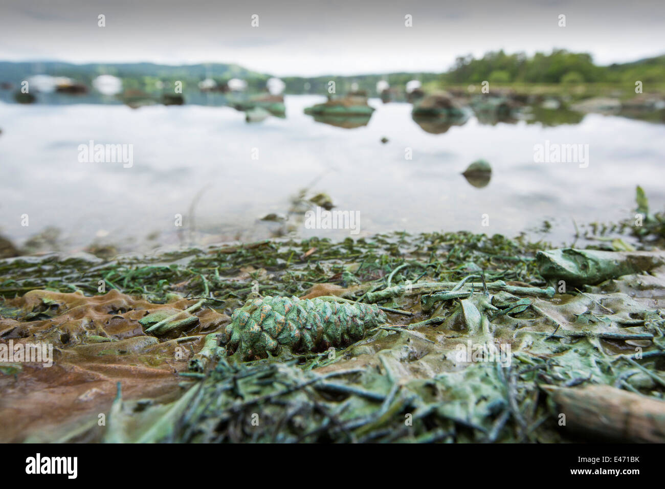 Blue Green algae on the shores of Lake Windermere in Ambleside, Lake ...