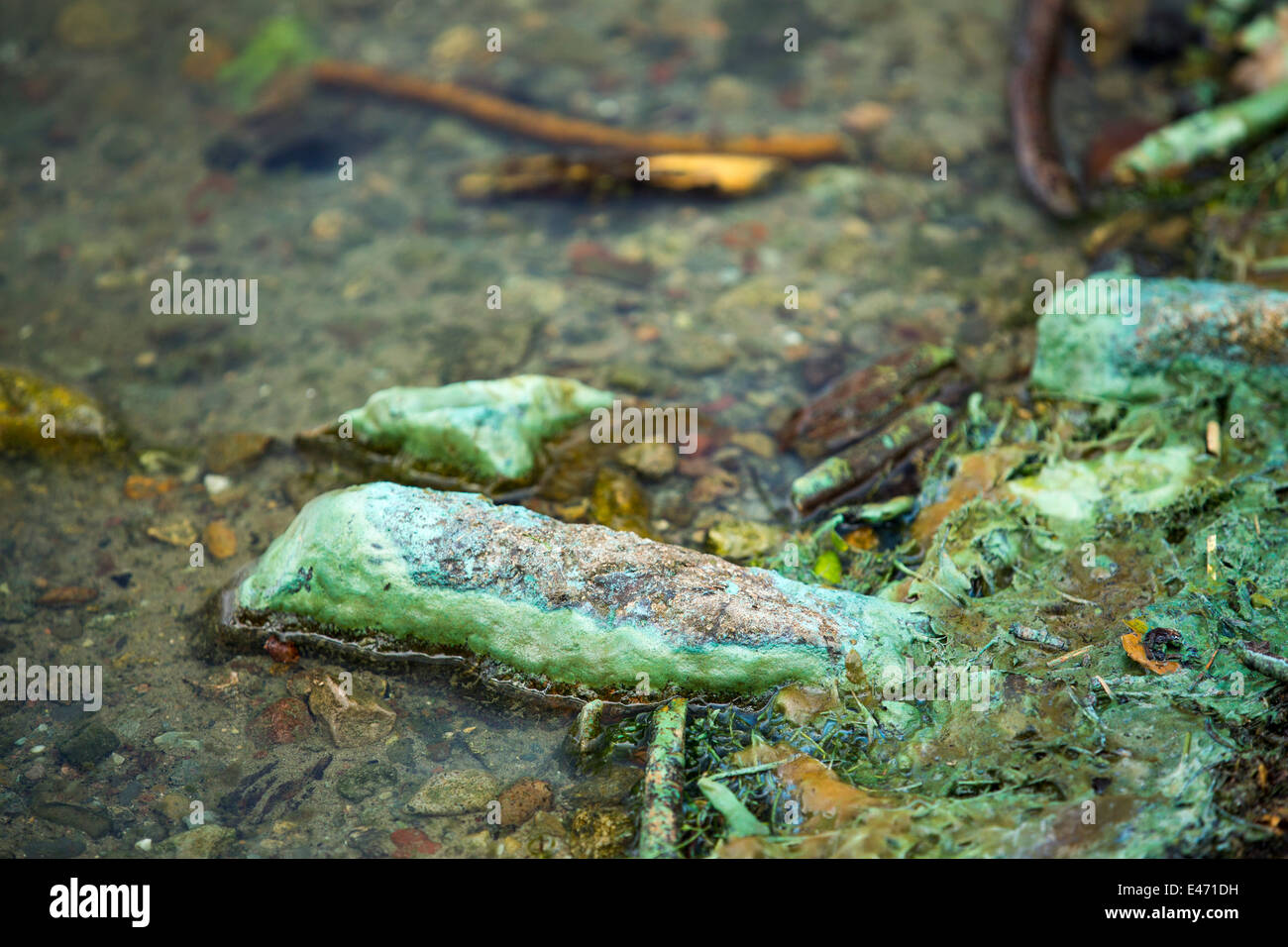 Blue green algae windermere hi-res stock photography and images - Alamy