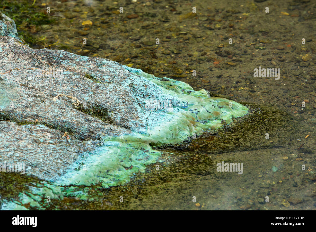 Blue green algae windermere hi-res stock photography and images - Alamy
