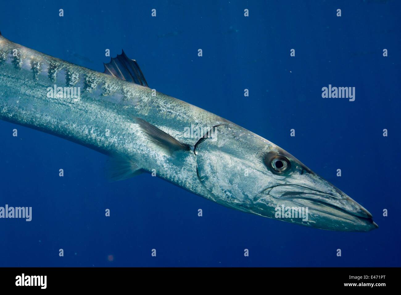 Grosser barrakuda hi-res stock photography and images - Alamy