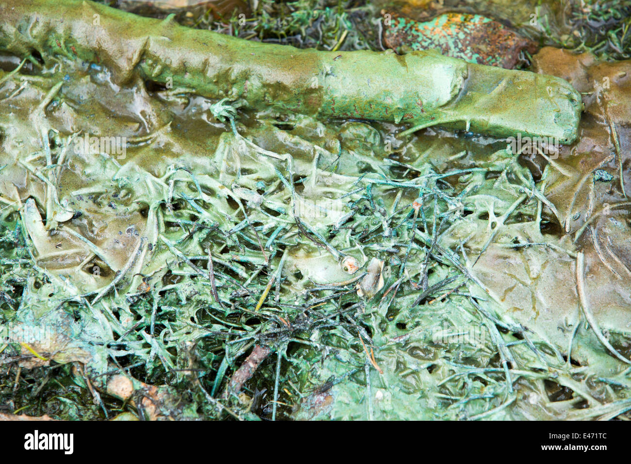 Blue green algae windermere hi-res stock photography and images - Alamy