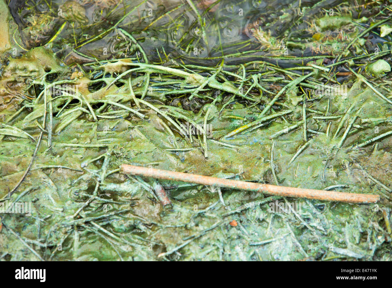 Windermere toxic algae hi-res stock photography and images - Alamy