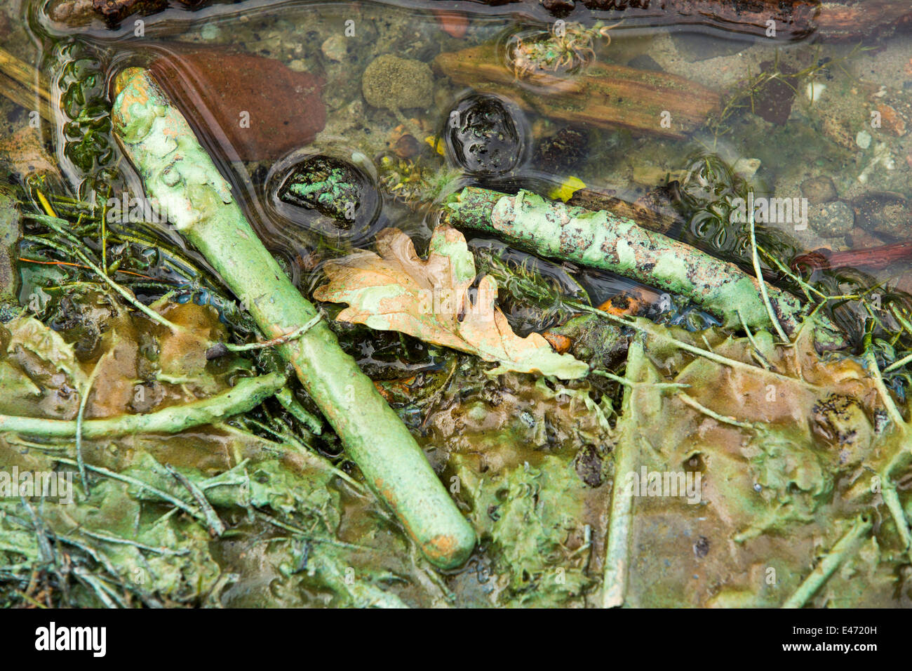 Windermere toxic algae hi-res stock photography and images - Alamy