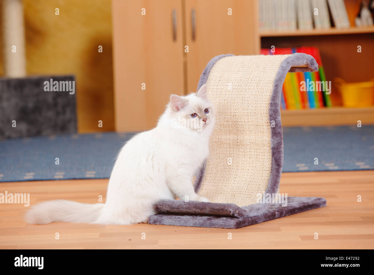 Sacred Cat of Birma, lilac-tabby-point, 5 months |Birmakatze, lilac ...