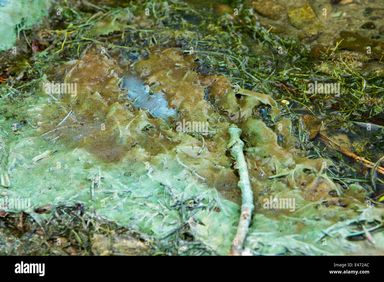 Blue Green algae on the shores of Lake Windermere in Ambleside, Lake ...