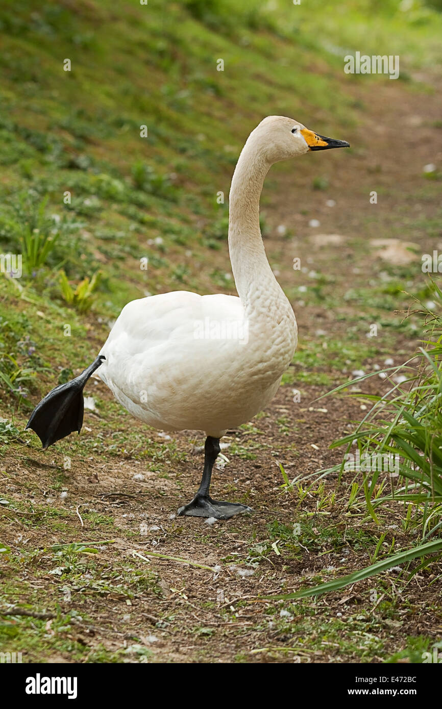 Whopper swan standing on one leg Stock Photo - Alamy