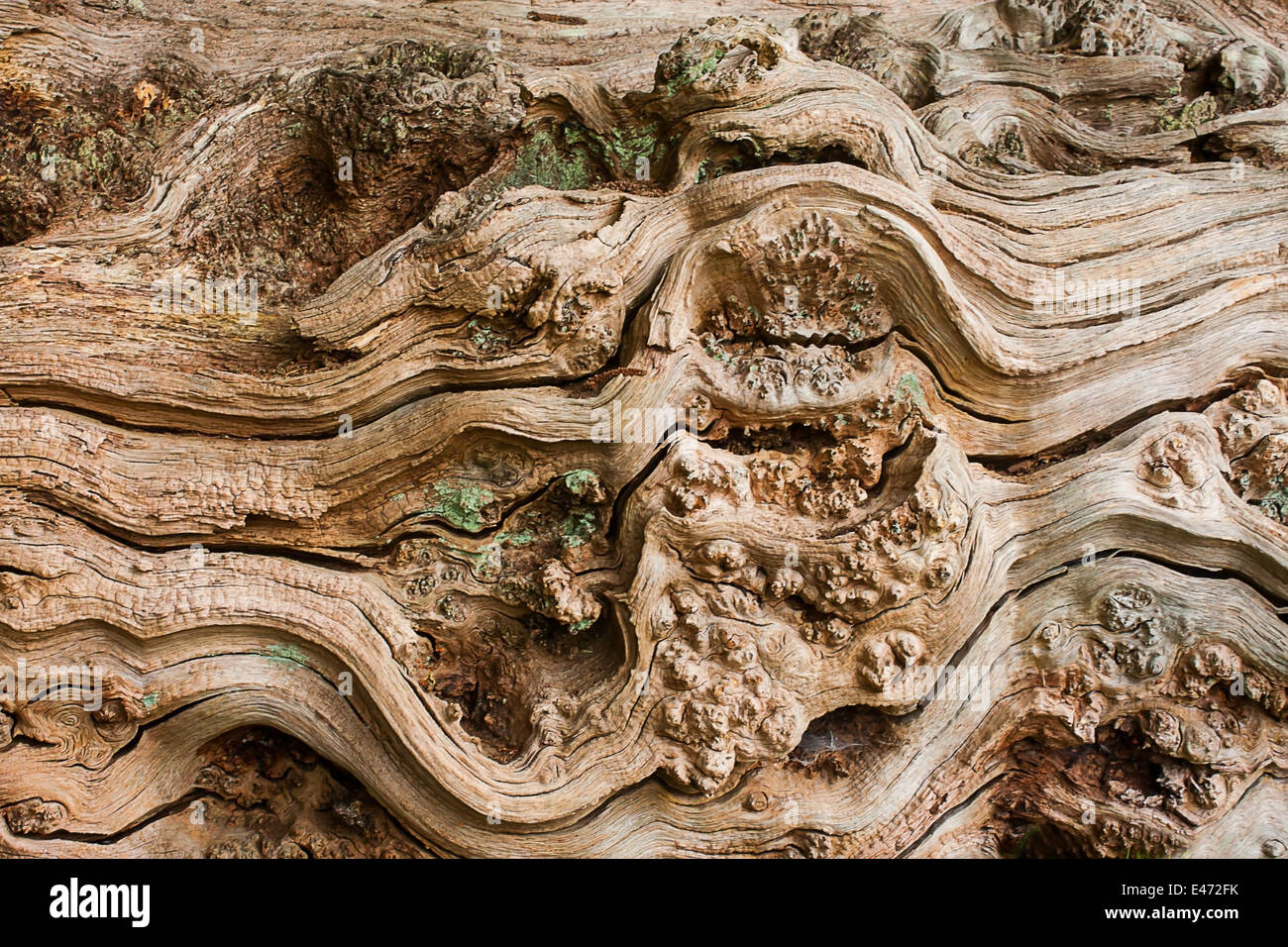 photo of old knotted timber Stock Photo - Alamy
