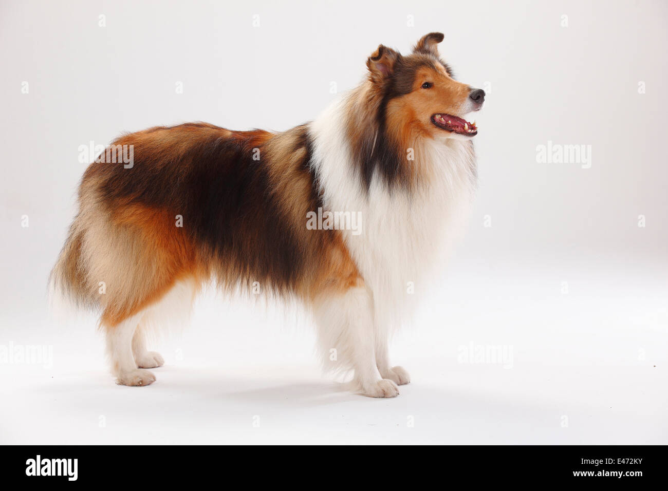 Rough collie hi-res stock photography and images - Alamy