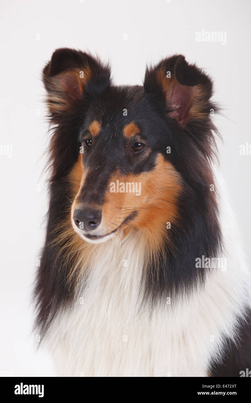 Can Rough Collie Be Black