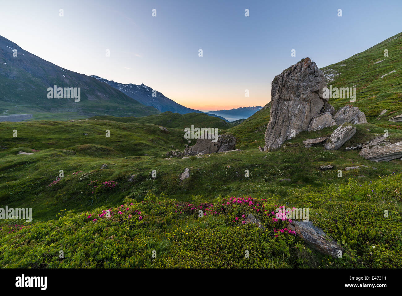 High altitude alpine landscape at dawn with blooming rhododendrons in ...
