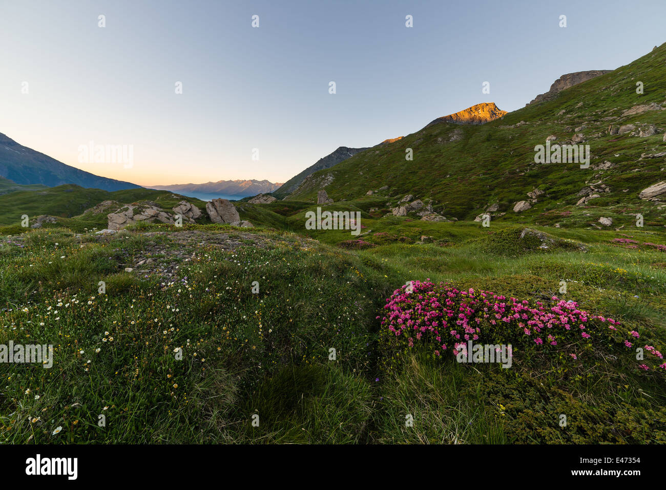 High altitude alpine landscape at dawn with blooming rhododendrons in ...