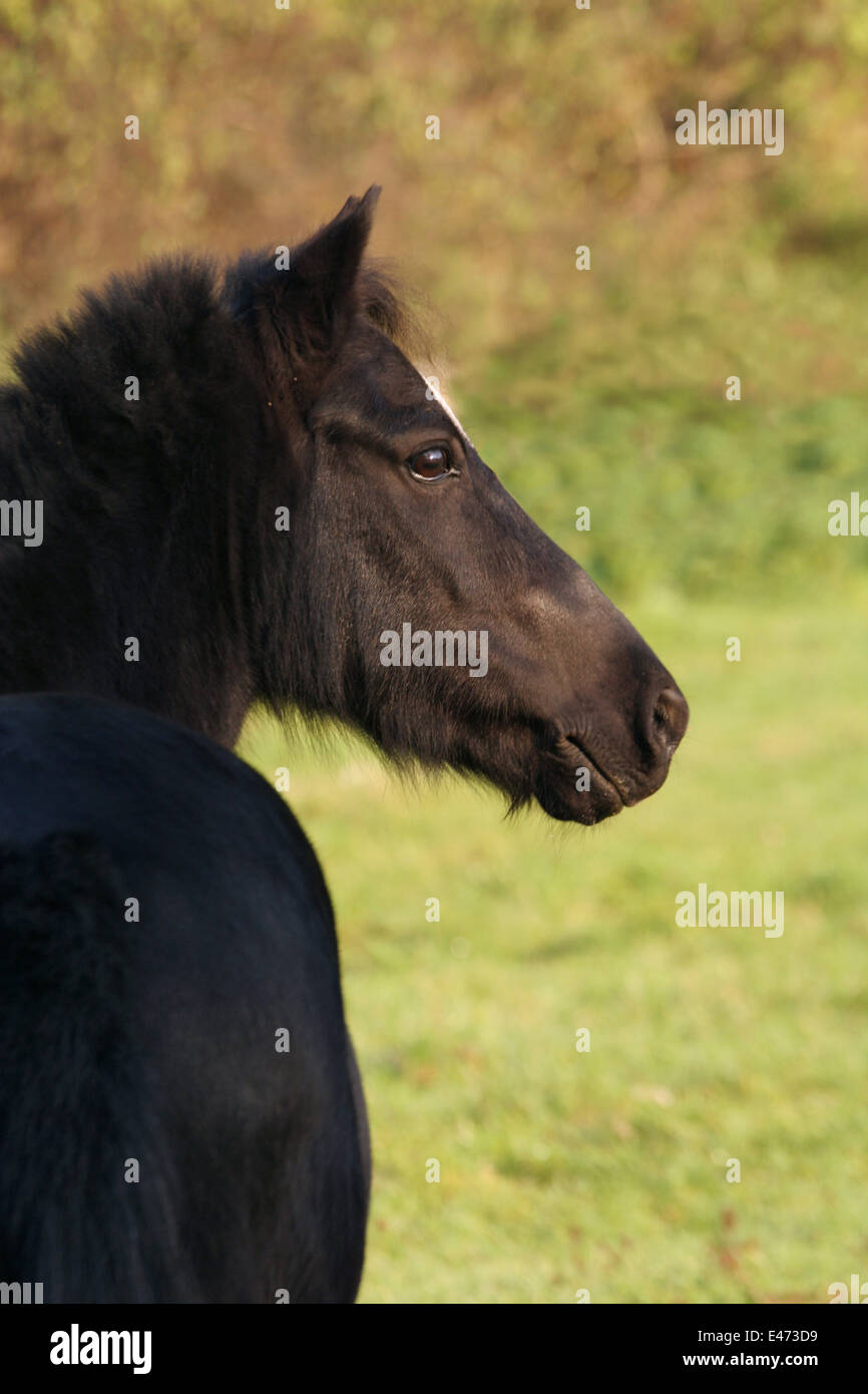 Classic Pony Portrait Stock Photo - Alamy