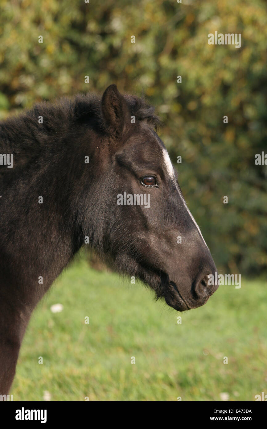 Classic Pony Portrait Stock Photo - Alamy
