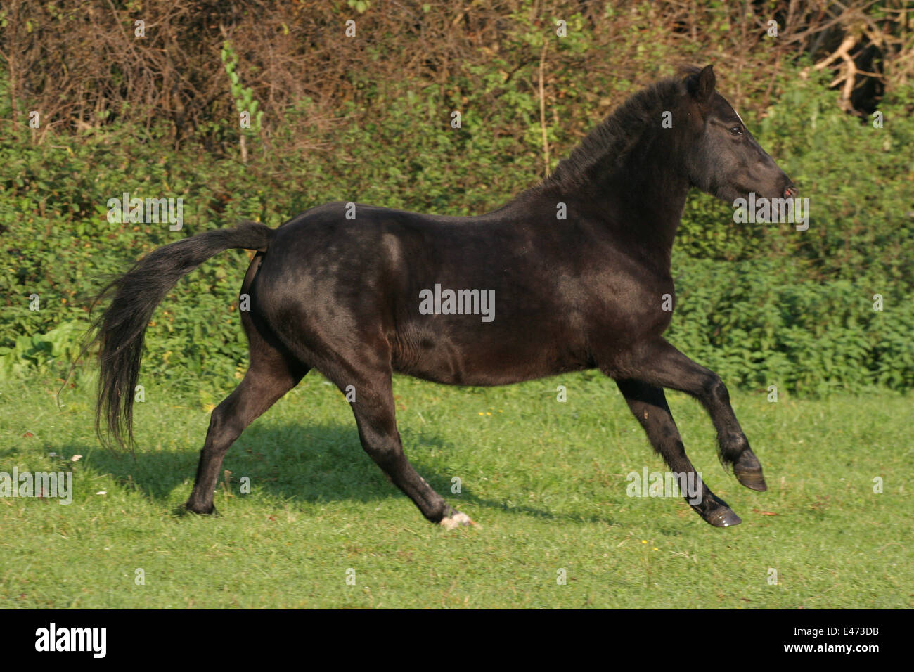 running classic pony Stock Photo - Alamy