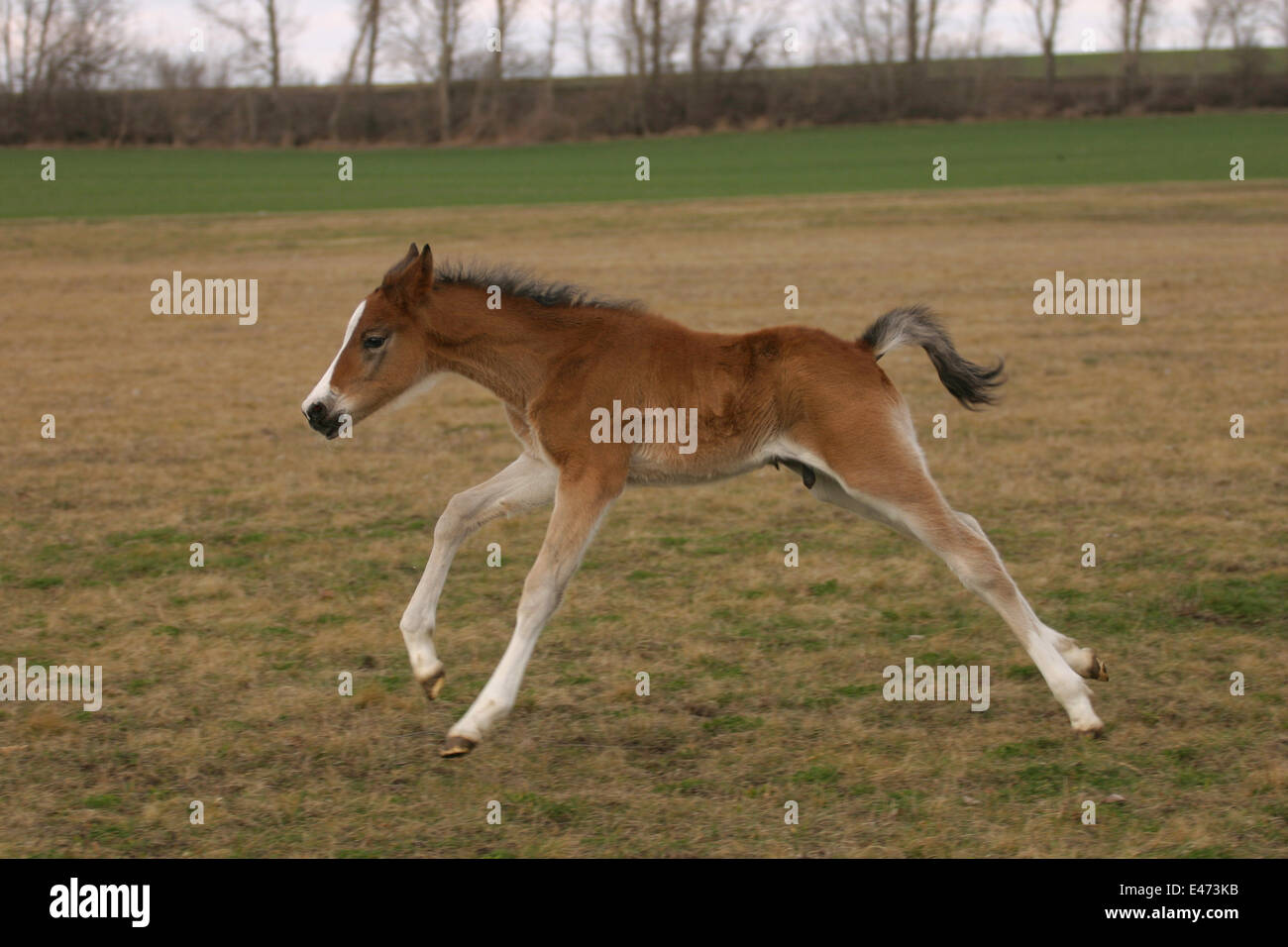Horse foal pony gallop running hi-res stock photography and images - Alamy