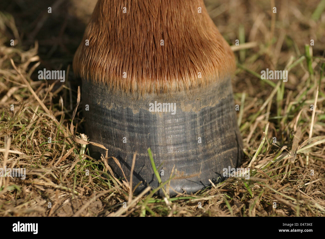 Hoof hooves hi-res stock photography and images - Alamy