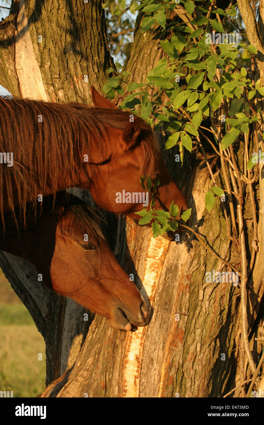 Gnawing germany hi-res stock photography and images - Alamy