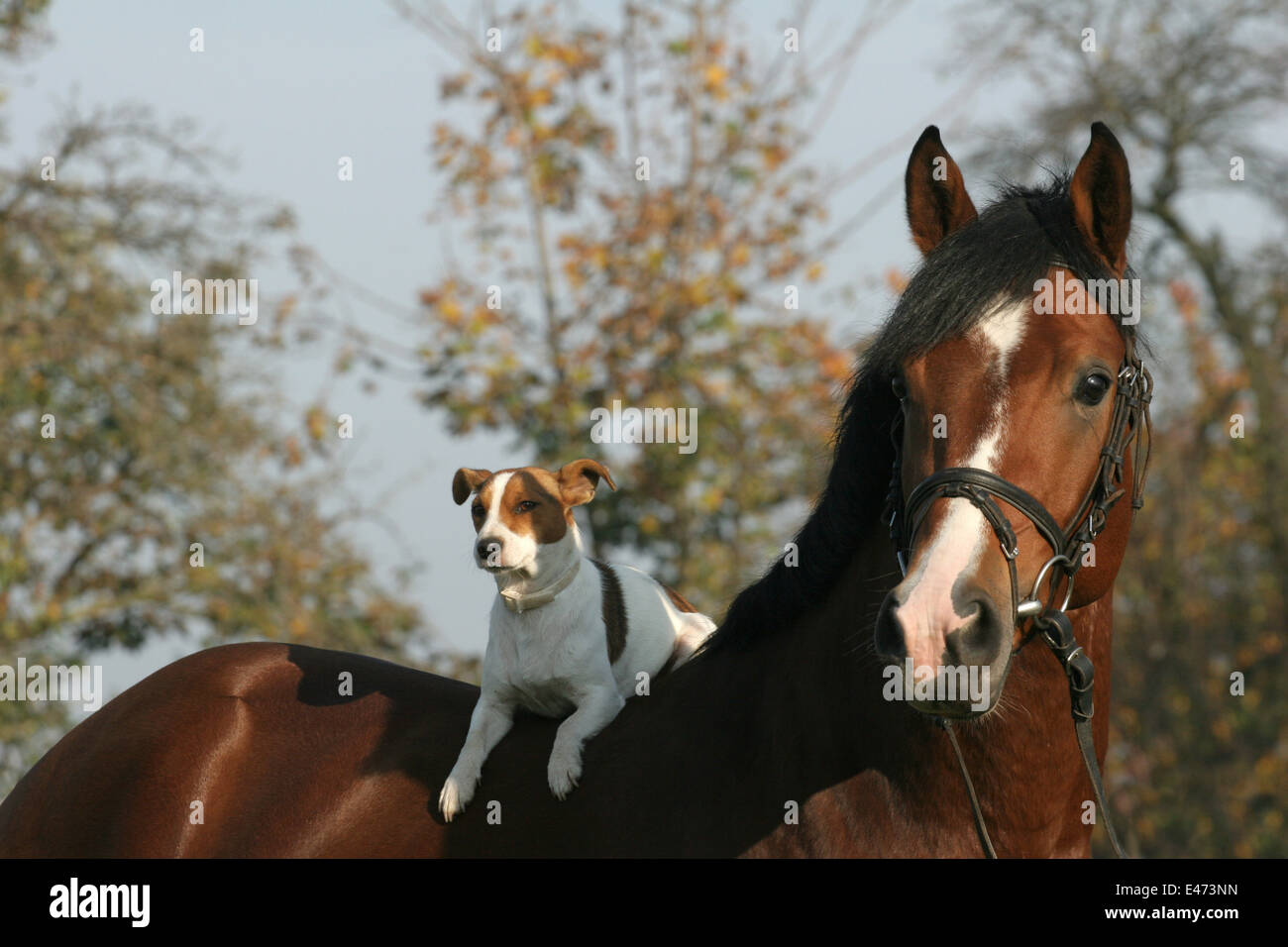 Hunter horse breed hi-res stock photography and images - Alamy