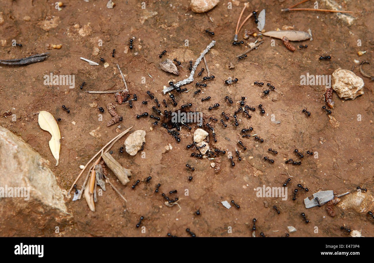 Anthouse hi-res stock photography and images - Alamy