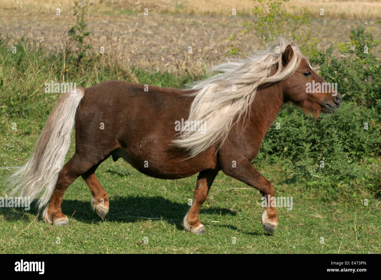 Side profile of a miniature pony hi-res stock photography and images ...