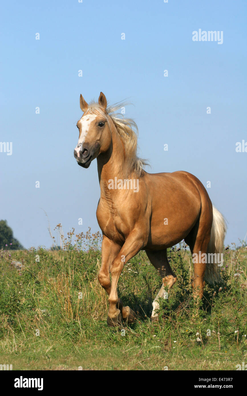 running Quarter Horse Stock Photo - Alamy