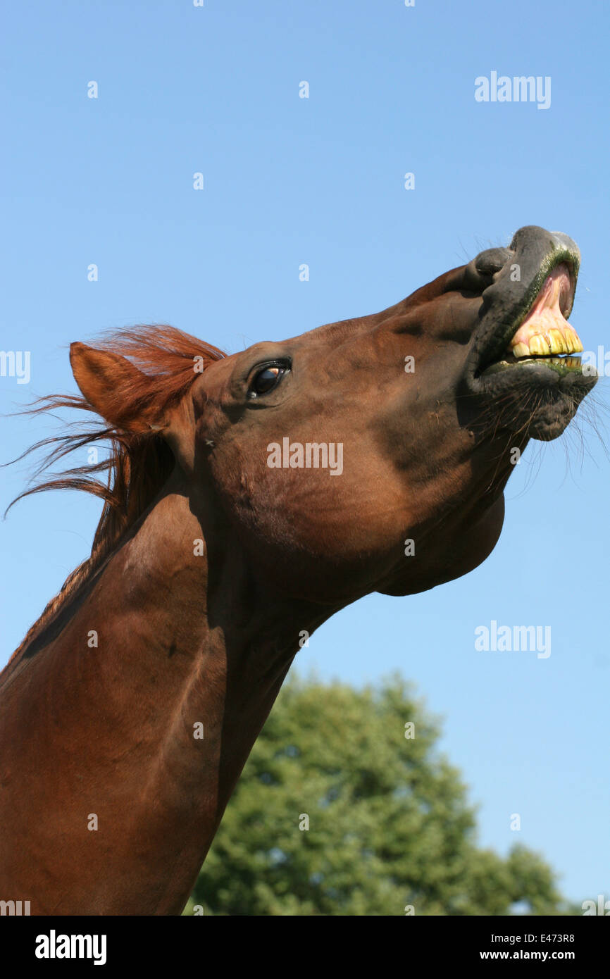 Flehming horse hi-res stock photography and images - Alamy