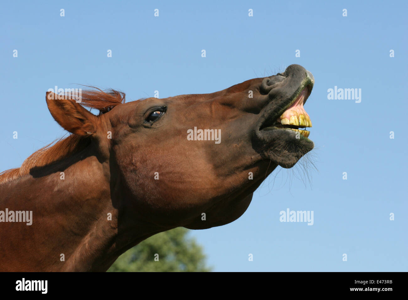Flehming horse hi-res stock photography and images - Alamy