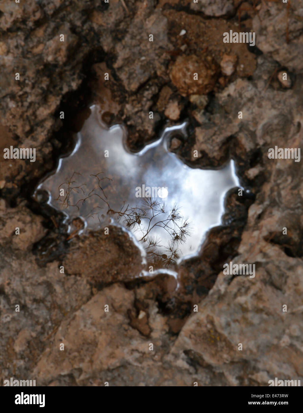 Birds step in shallow water hi-res stock photography and images - Alamy