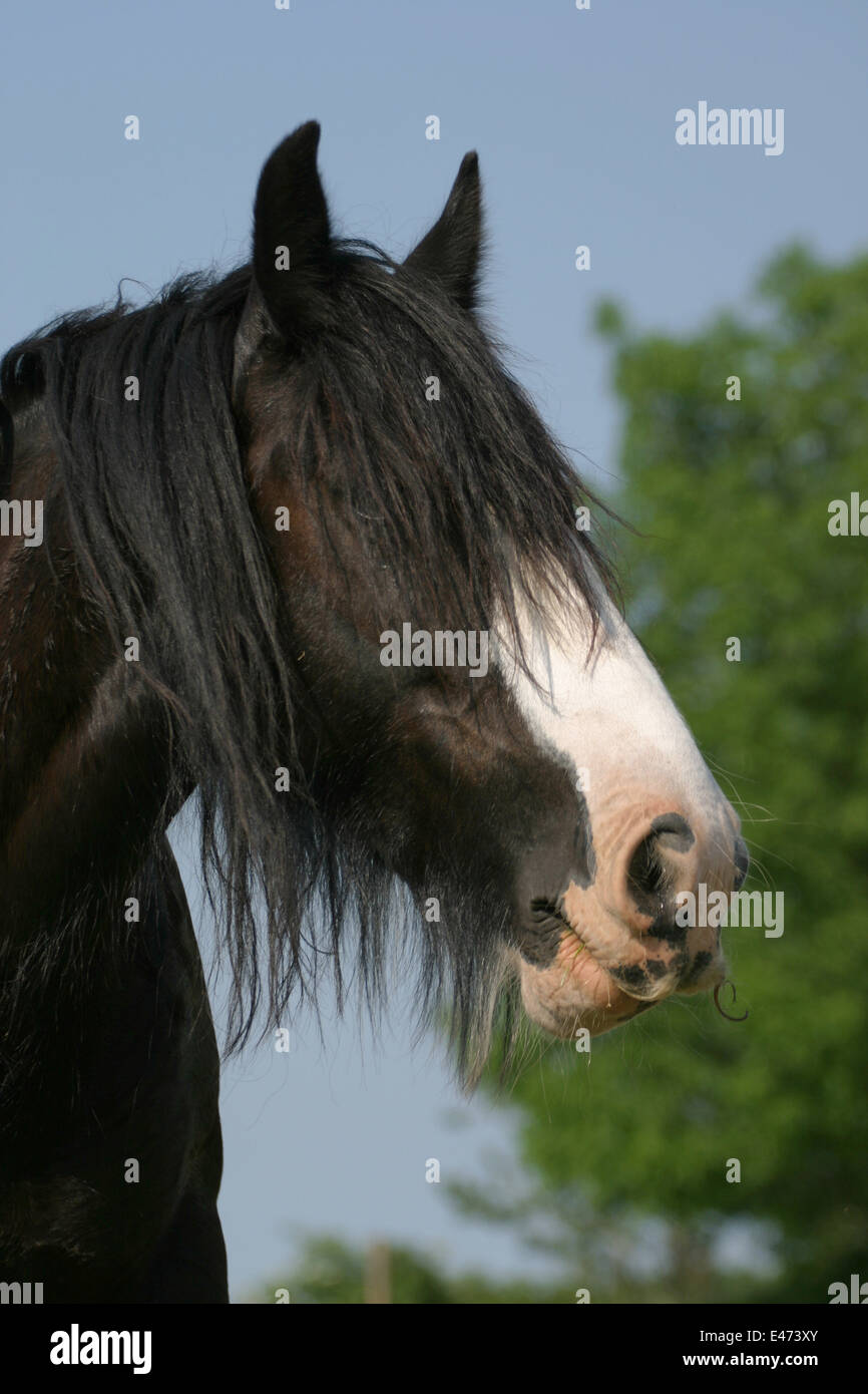 Irish Tinker Portrait Stock Photo - Alamy