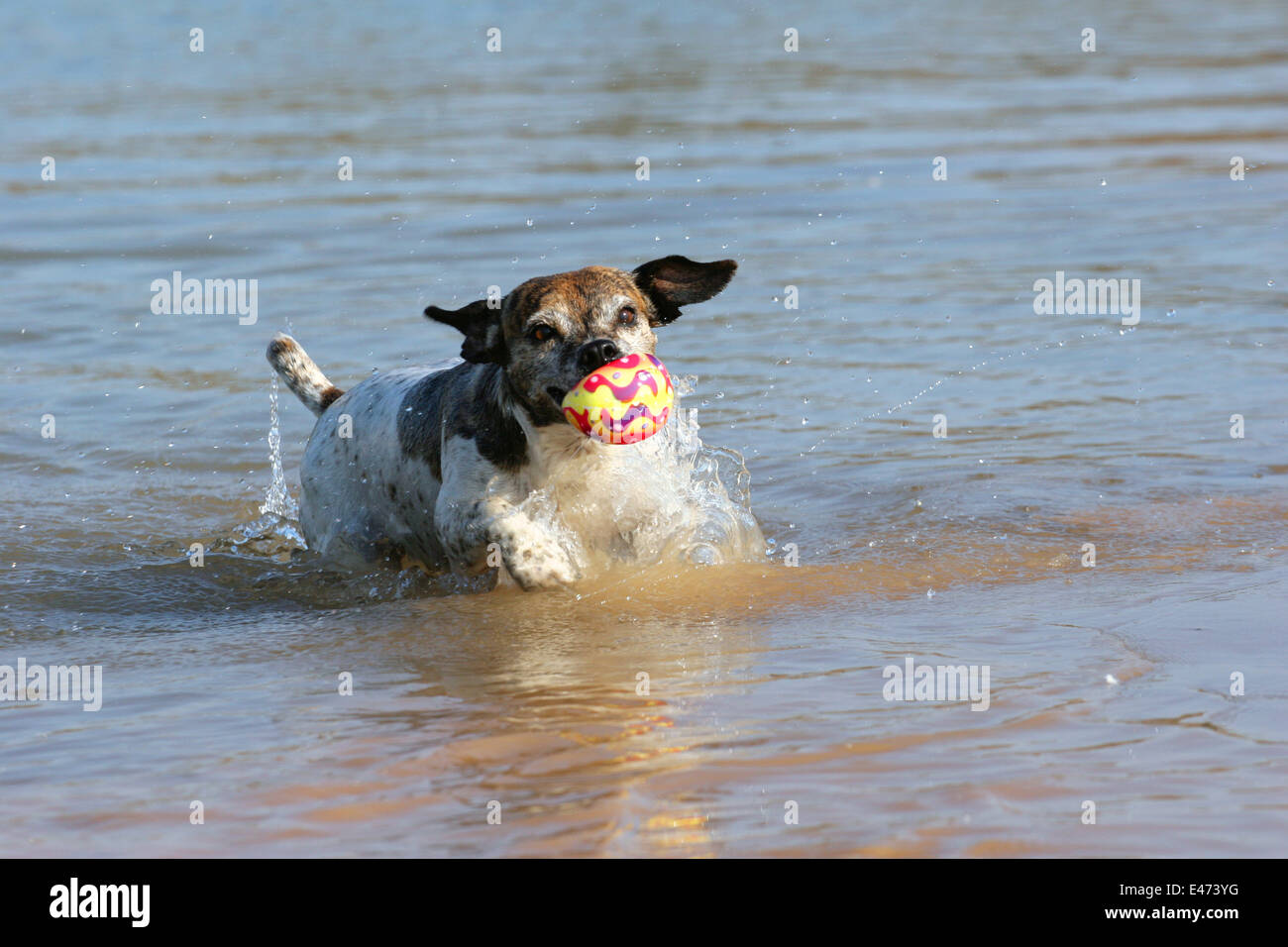 swimming Jack Russell Terrier Stock Photo - Alamy