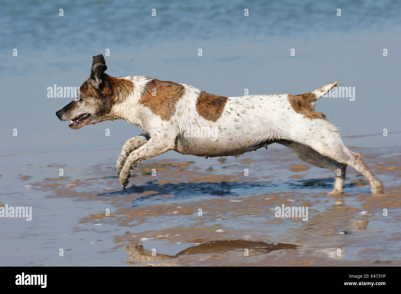 running Jack Russell Terrier Stock Photo - Alamy