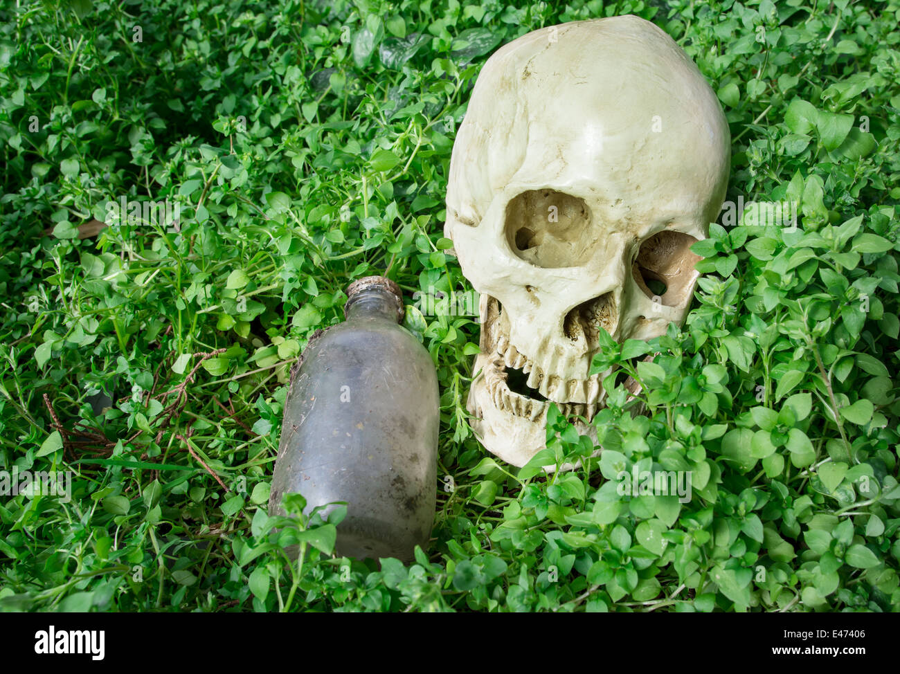 the dead human skull in the garden with old bottle Stock Photo - Alamy