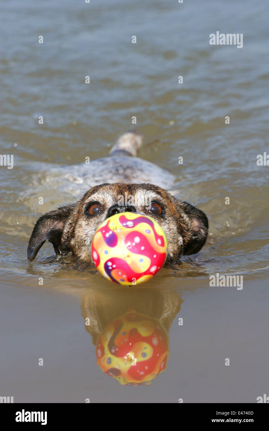 swimming Jack Russell Terrier Stock Photo - Alamy