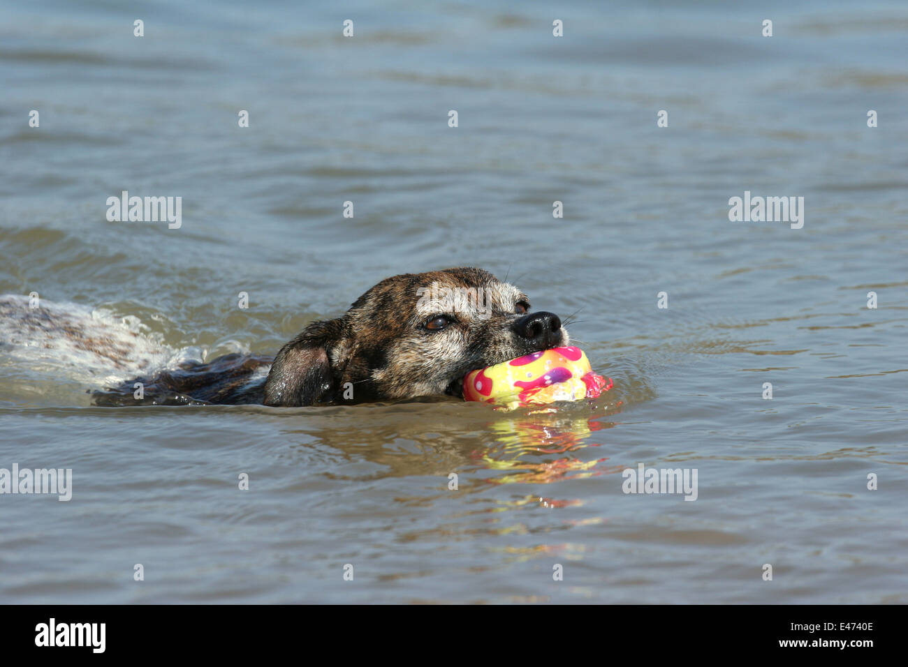 swimming Jack Russell Terrier Stock Photo - Alamy