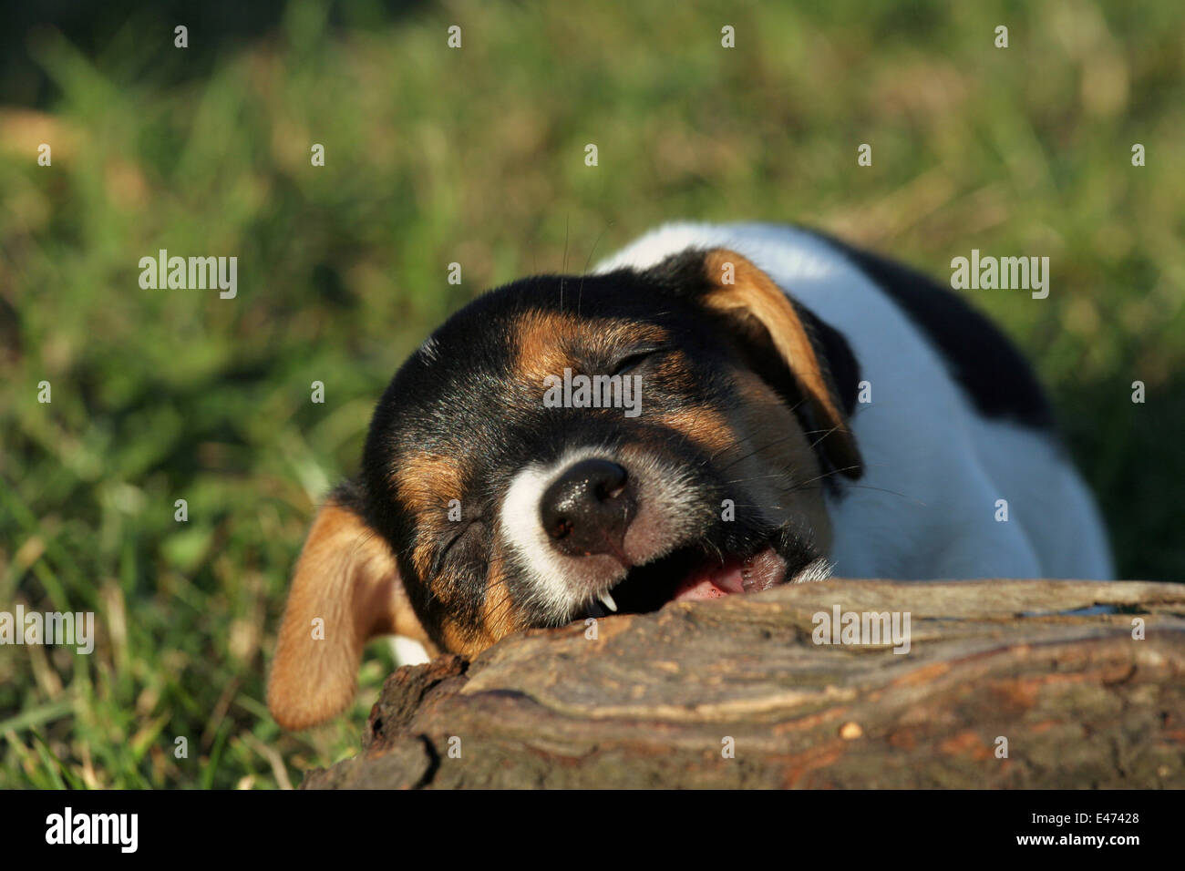 Hound gnawing hi-res stock photography and images - Alamy