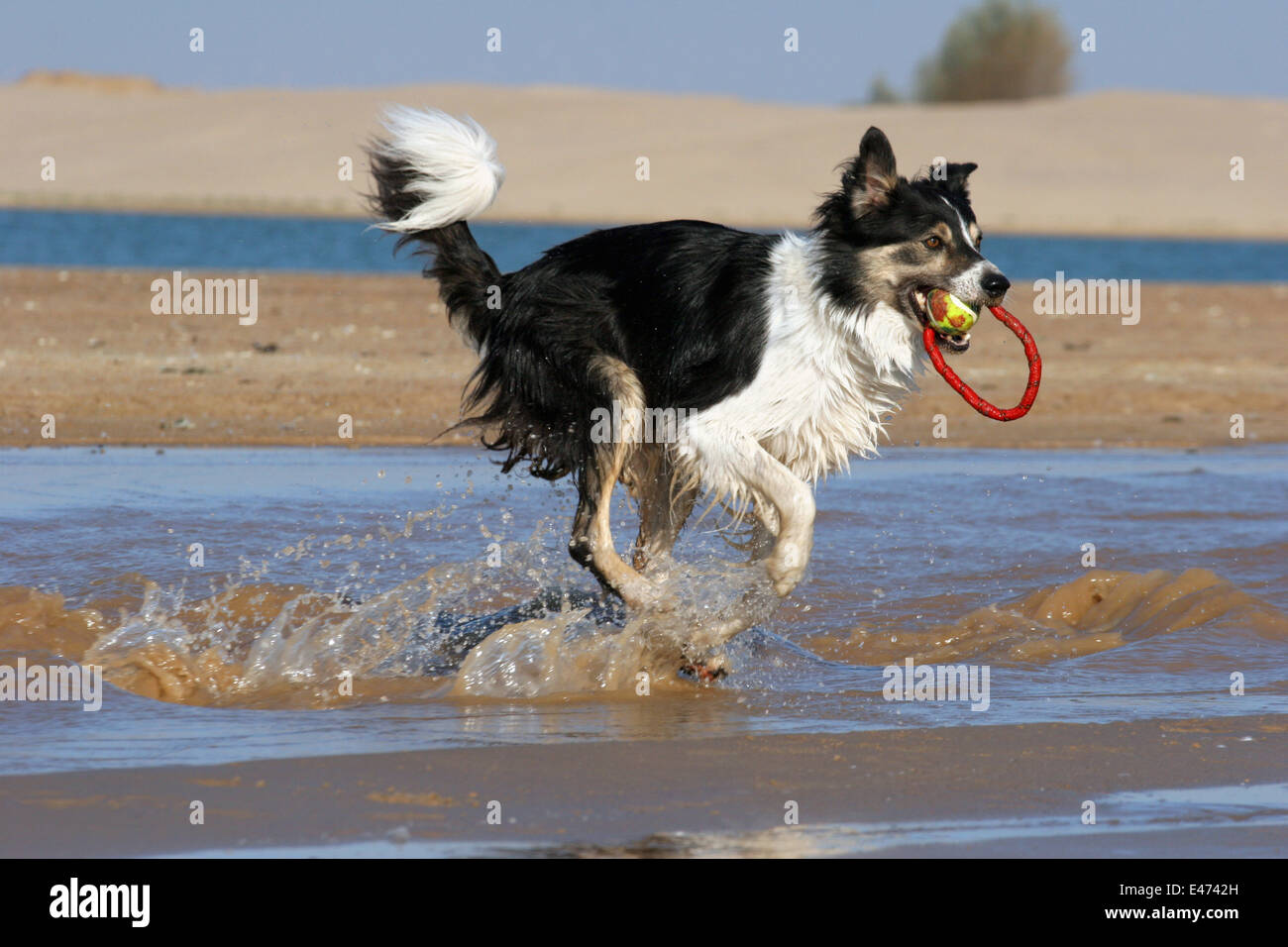 running Border Collie Stock Photo - Alamy