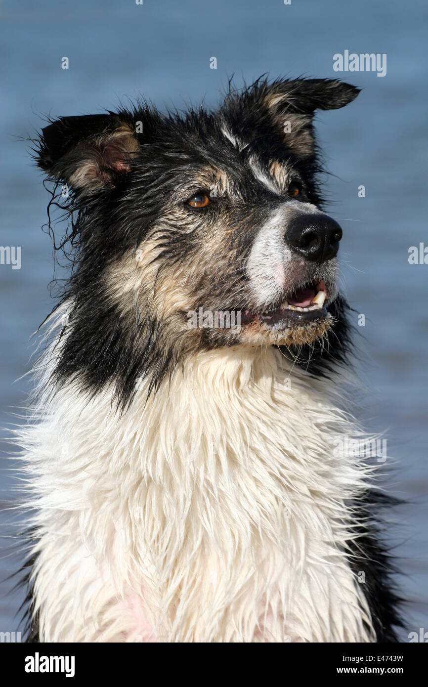 Border Collie Portrait Stock Photo - Alamy