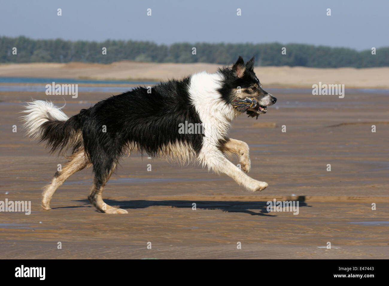 running Border Collie Stock Photo - Alamy