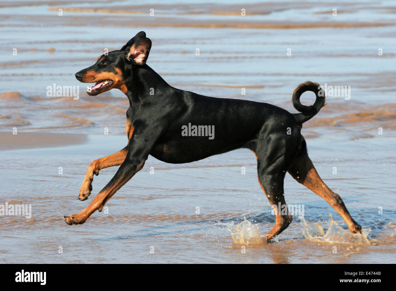 running Doberman Pinscher Stock Photo - Alamy