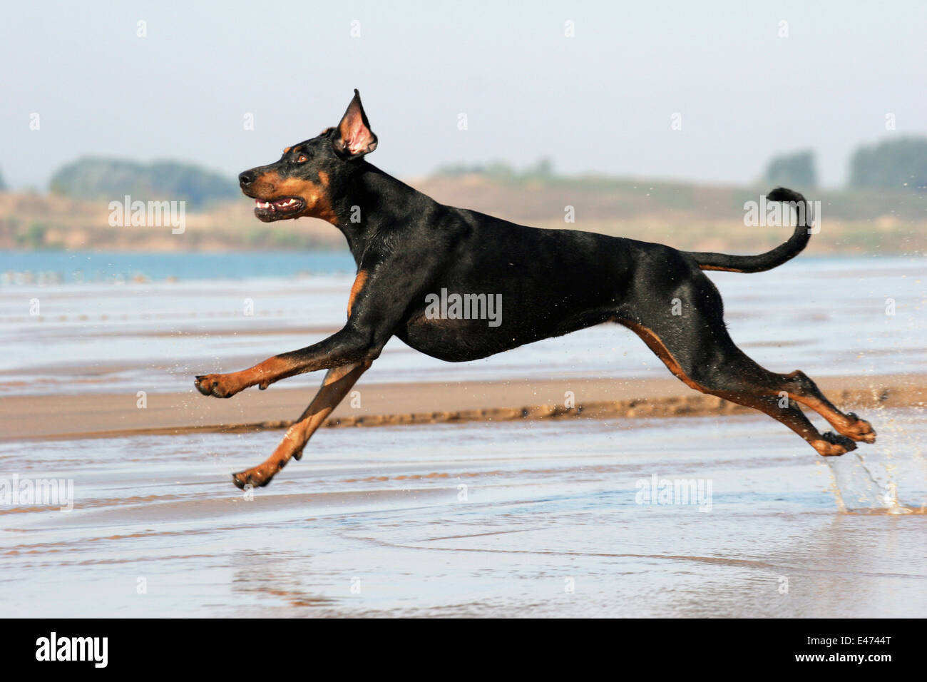 running Doberman Pinscher Stock Photo - Alamy