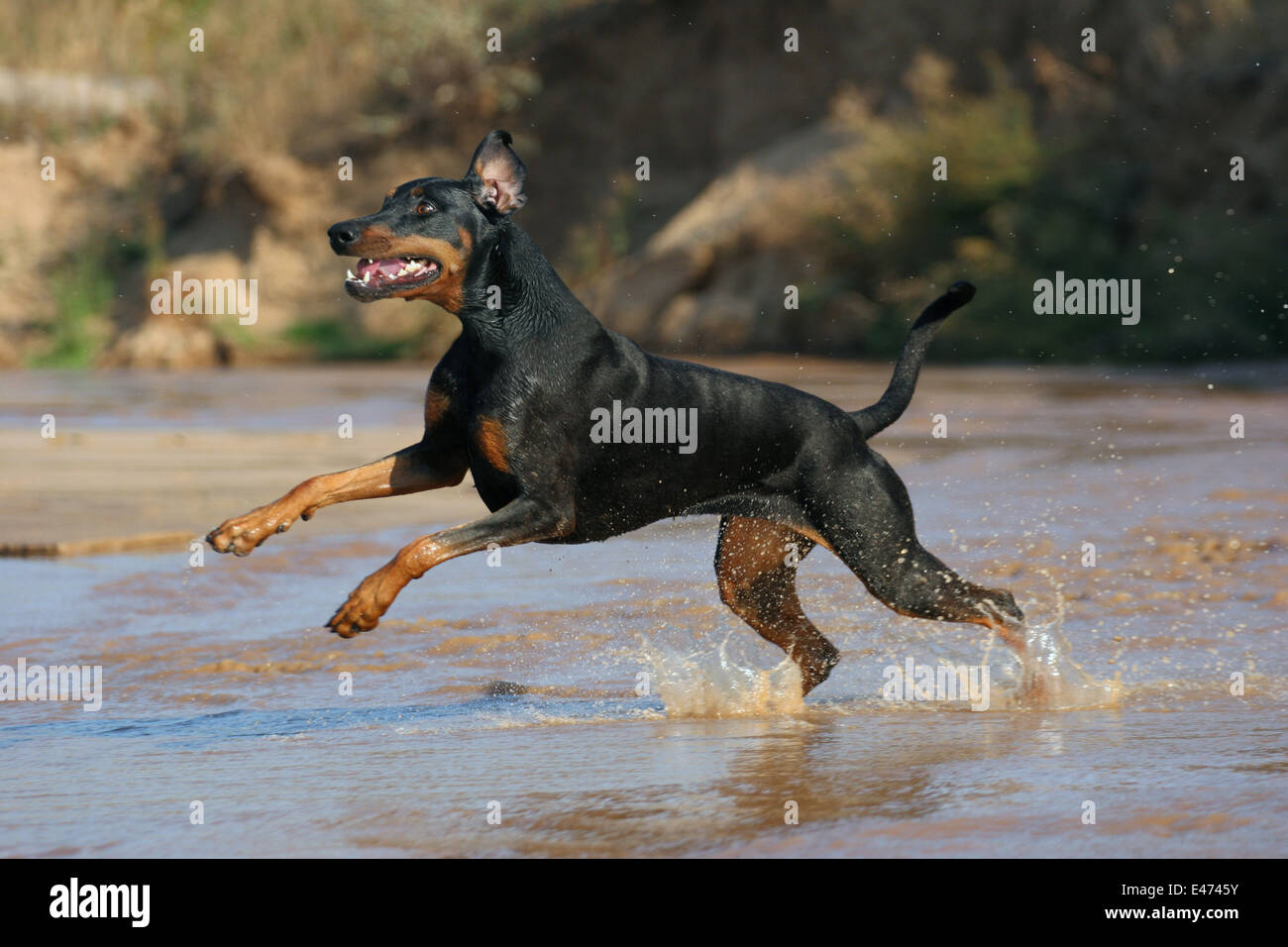 running Doberman Pinscher Stock Photo - Alamy