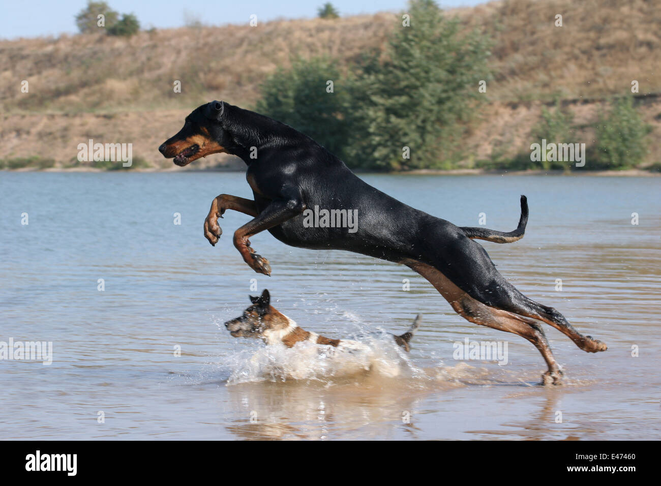 running Doberman Pinscher Stock Photo - Alamy