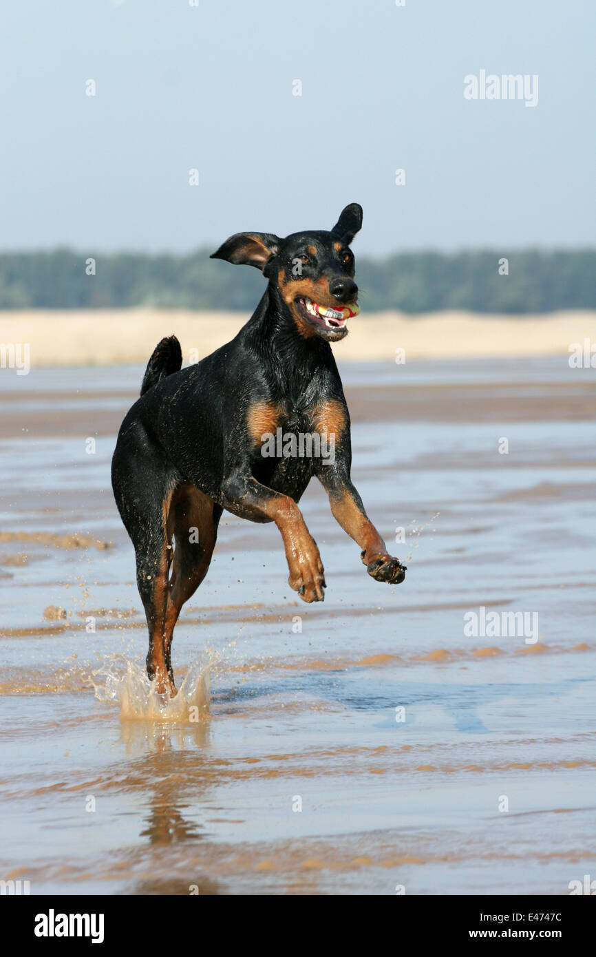 running Doberman Pinscher Stock Photo - Alamy